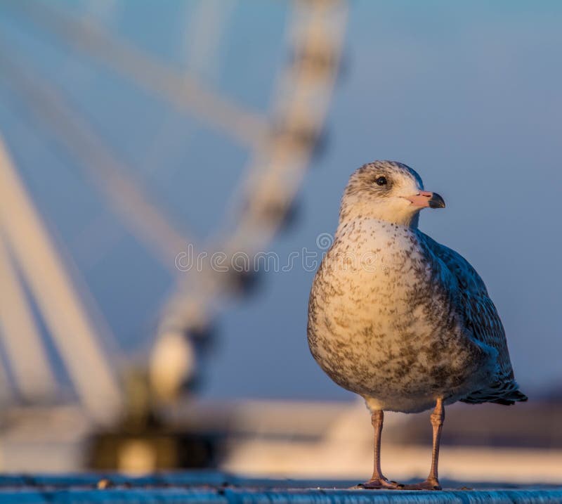 Wheels go round stock photo. Image of wheel, bird, birds - 63705764