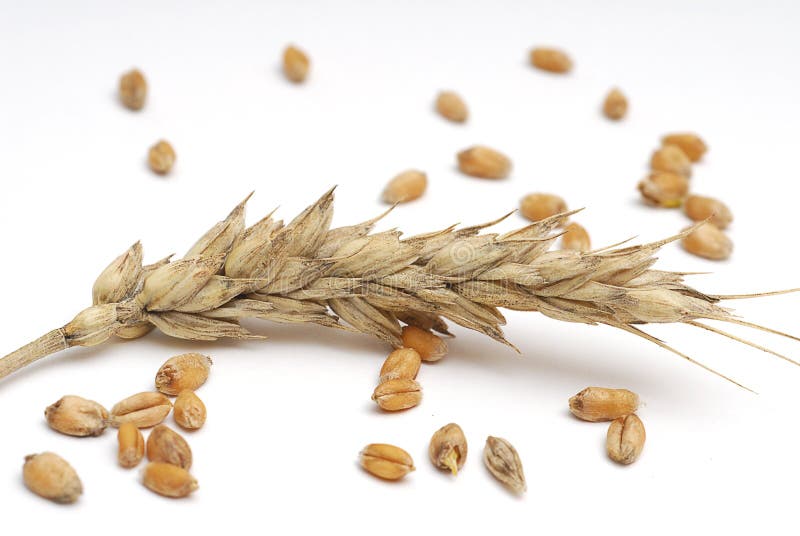 Wheet stock image. Image of golden, bread, white, grain - 7034115