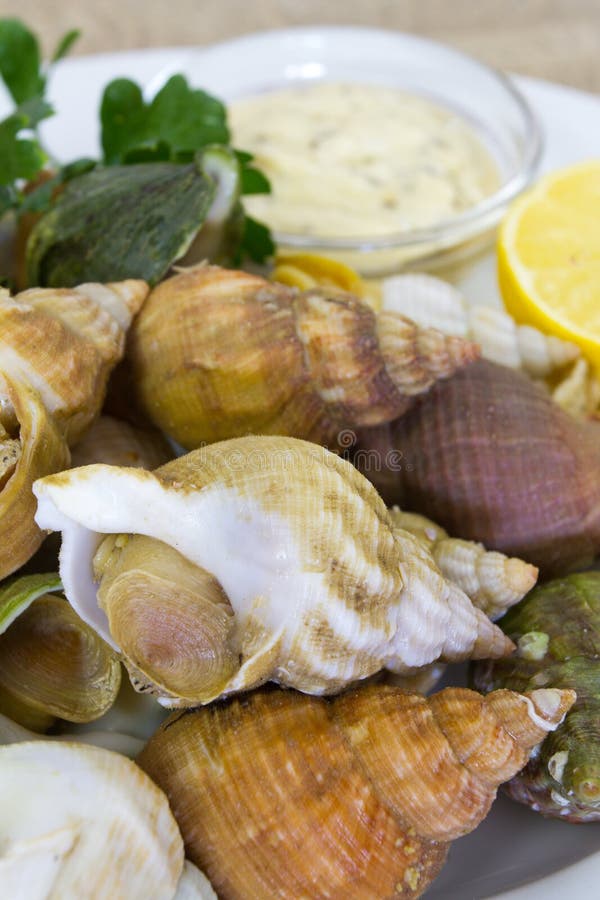 Whelk cooked stock photo. Image of gastropod, shell - 123963120
