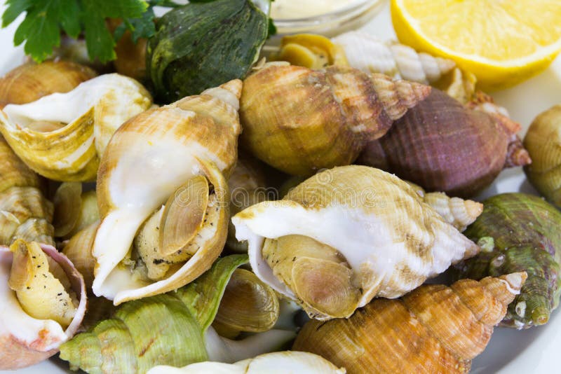 Whelk cooked stock photo. Image of bunch, life, organic - 123962952