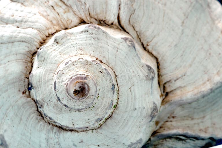 595 Whelk Spiral Stock Photos - Free & Royalty-Free Stock Photos from ...