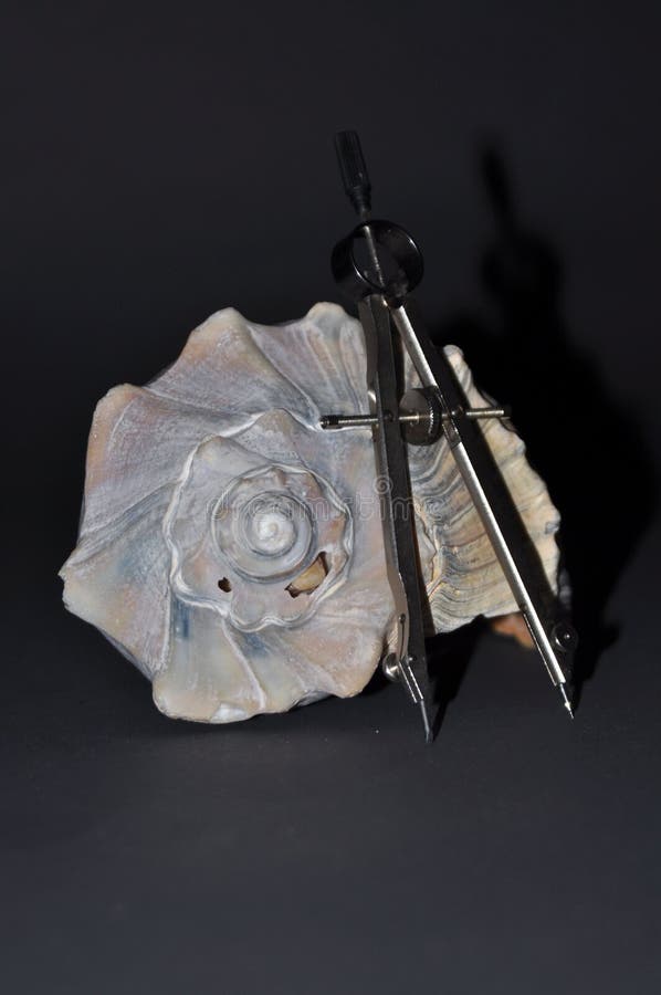 A Whelk Shell with a Compass and Black Background Stock Image - Image ...