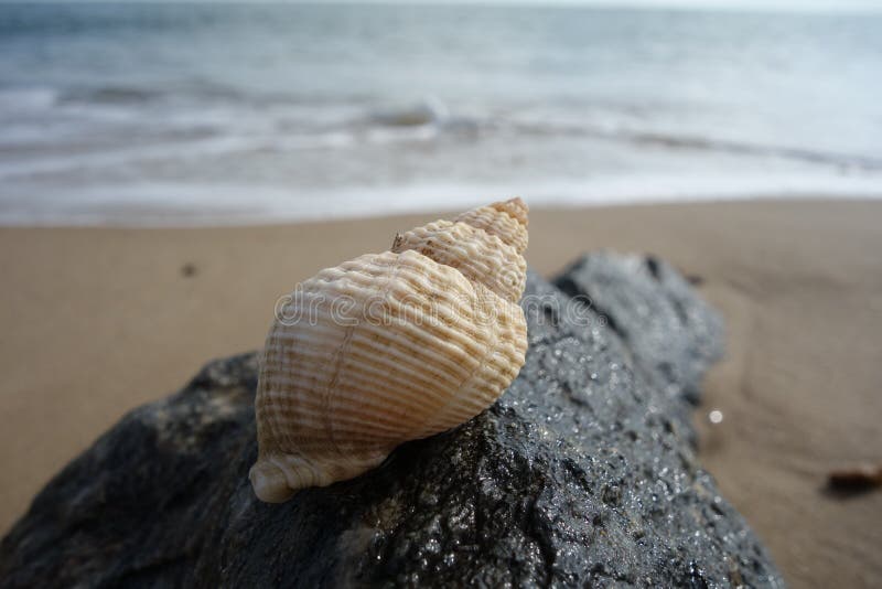 High and Dry stock image. Image of sand, shell, whelk - 158789159