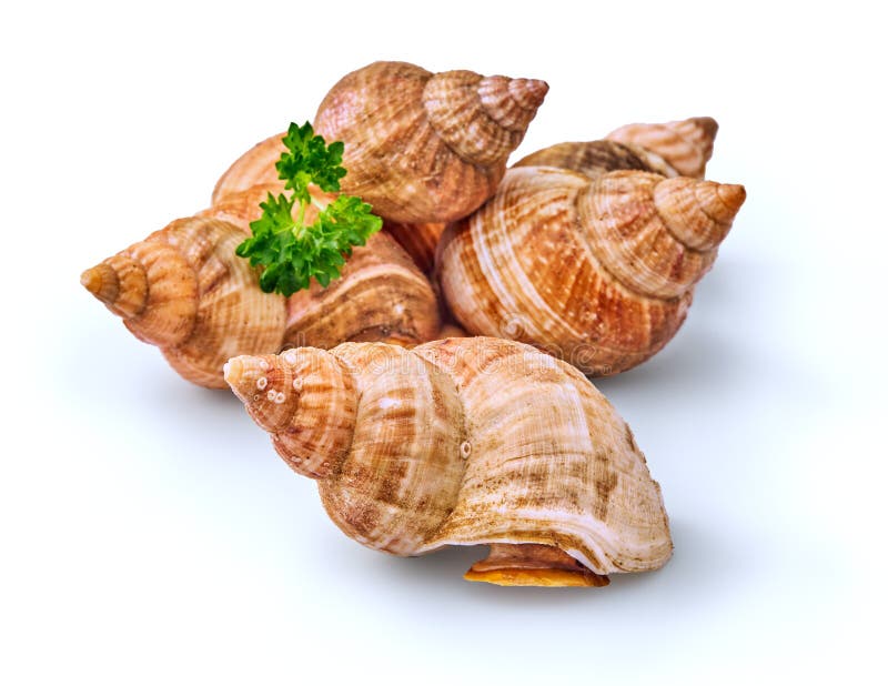 Whelk with Shellfish Isolated on White Background Stock Image - Image ...