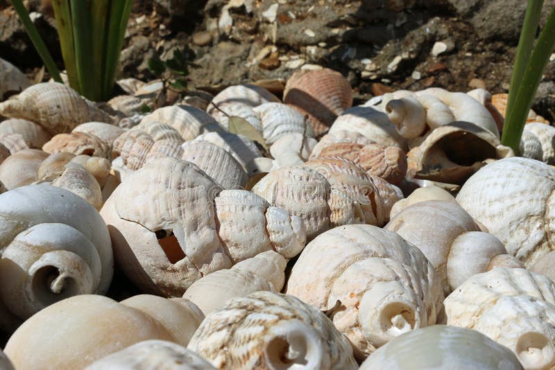 Whelk shells on beach stock image. Image of whelk, beach - 106680159