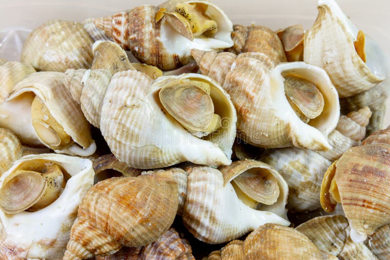 251 Whelks Seafood Stock Photos - Free & Royalty-Free Stock Photos from ...