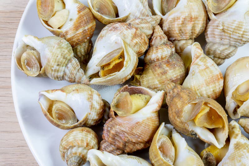 Whelks close-up stock image. Image of ocean, delicious - 219037395