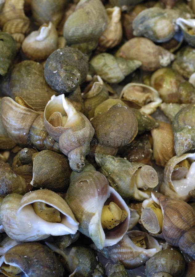 Whelks at the market stock image. Image of health, cook - 7607795