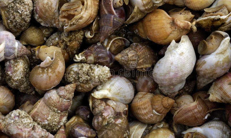 Whelks at the market stock photo. Image of natural, snails - 7568622