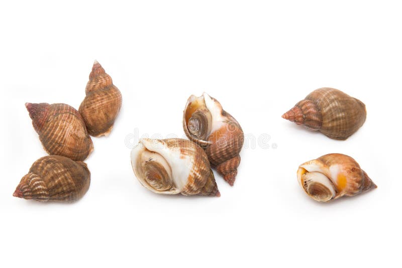 Whelks or sea snails stock photo. Image of details, animals - 31414684