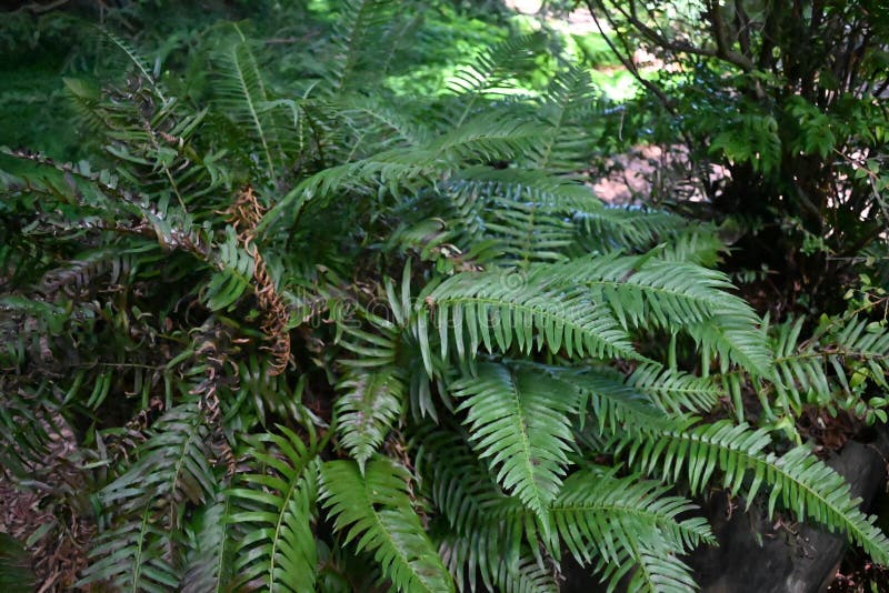 Nurse Stump, Natural Garden in Miniature, 1. Stock Image - Image of ...