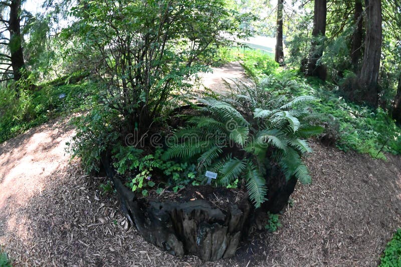 680 Huckleberry Tree Photos - Free & Royalty-Free Stock Photos from ...