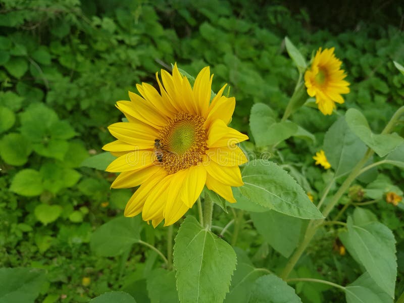 Where the Bees Take a Break Stock Image - Image of green, plant: 216185417