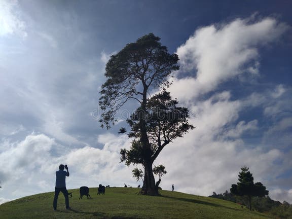 Where Branches Meet the Sky and Clouds Stock Image - Image of green, sunlight: 377476711