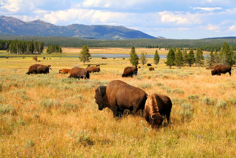 Where the Buffalo Roam stock photo. Image of yellowstone - 4088024