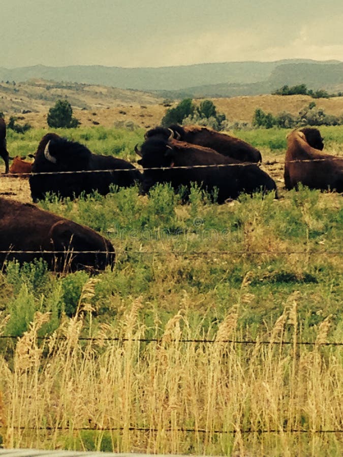 Where the Buffalo Roam stock photo. Image of yellowstone - 4088024