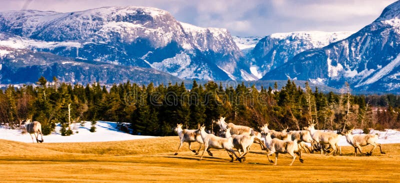 Where the caribou run stock photo. Image of hunt, summer - 93414538