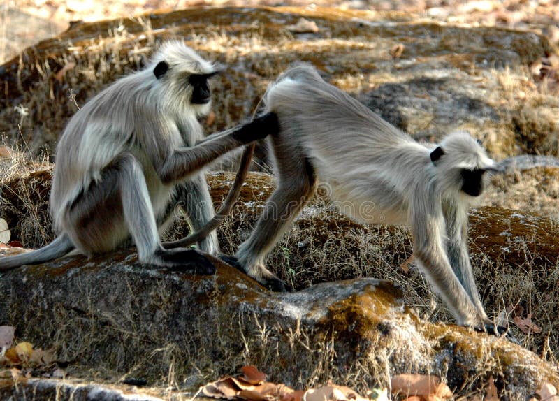 Where did I put my keys? stock image. Image of monkeys - 6995419