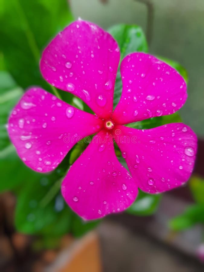 Where Flowers Bloom, so Does Hope.. Stock Image - Image of leaf, shrub ...