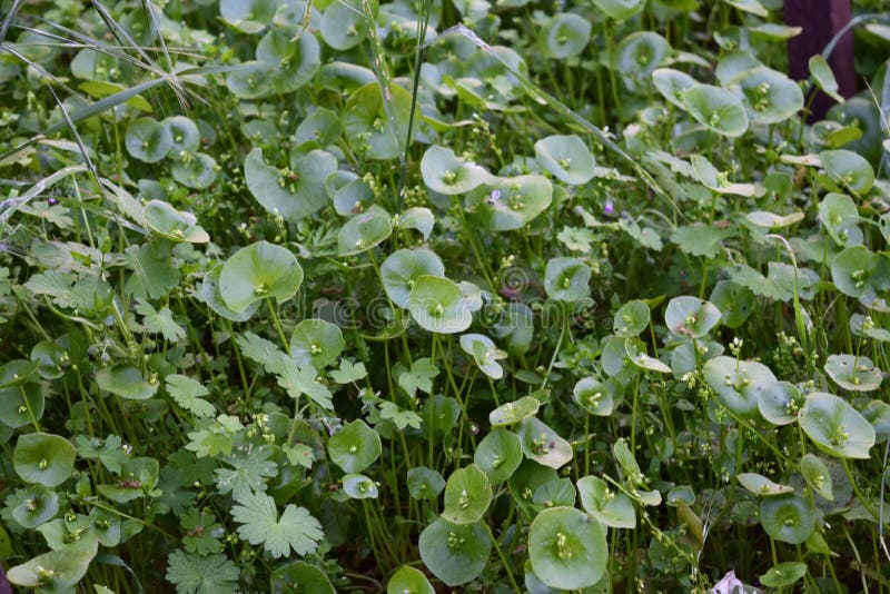 Where the Green Things Grow Stock Image - Image of grow, greenery: 73234245