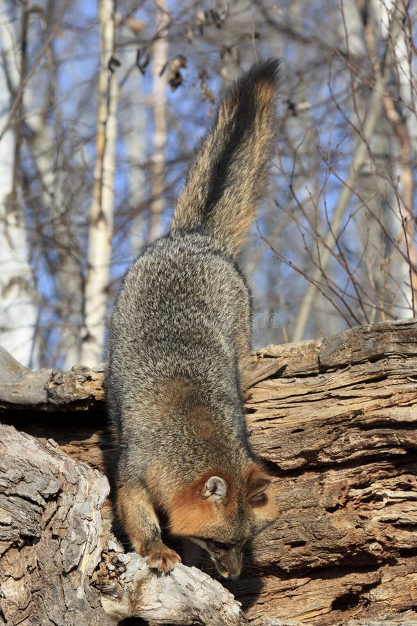 5,585 Grey Fox Stock Photos - Free & Royalty-Free Stock Photos from ...