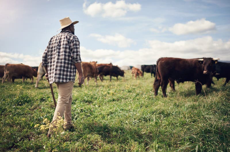 Where My Cows Go, I Go Too. a Man Working on a Cow Farm. Stock Image ...