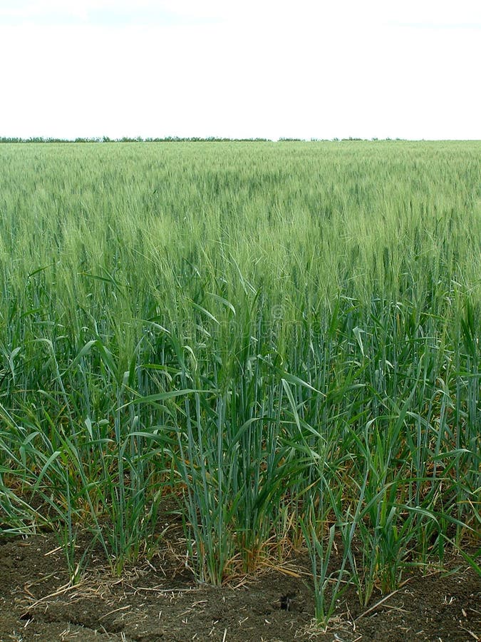 Where pasta comes from stock image. Image of wheat, grow - 28969