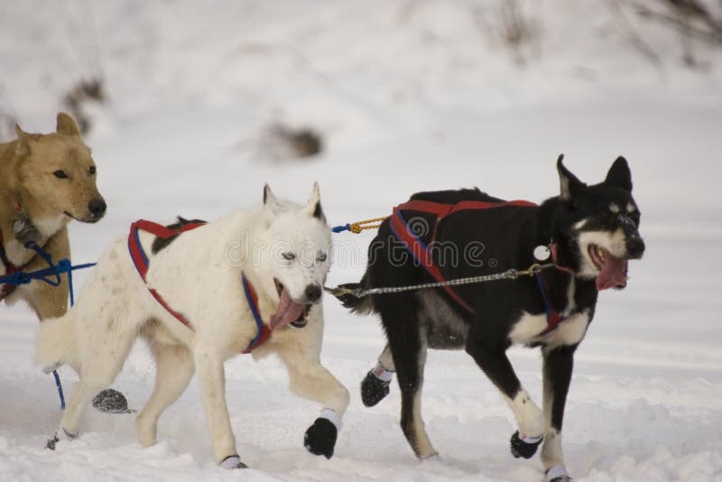 Which one is the leader? stock photo. Image of winter, whitehorse - 509756