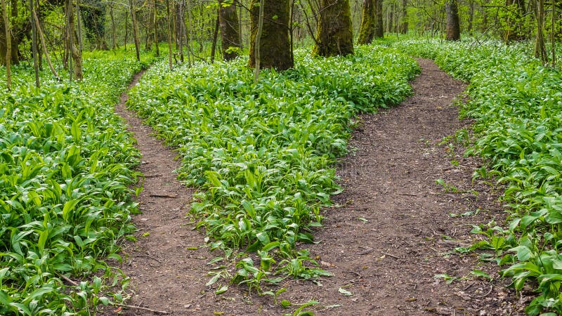 190 Diverging Paths Stock Photos - Free & Royalty-Free Stock Photos ...