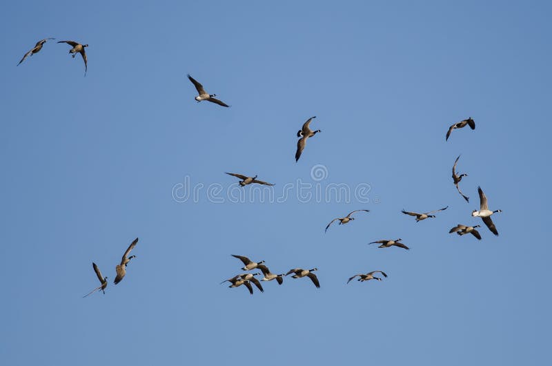 Whiffling Flock of Canada Geese Coming in for Landing in a Blue Sky ...