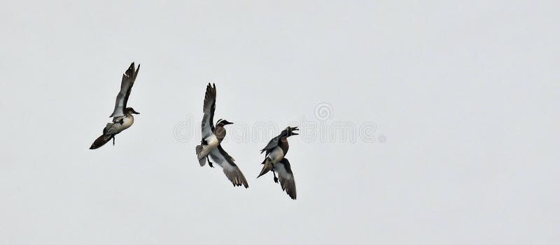 Duck Whiffling Stock Photos - Free & Royalty-Free Stock Photos from ...