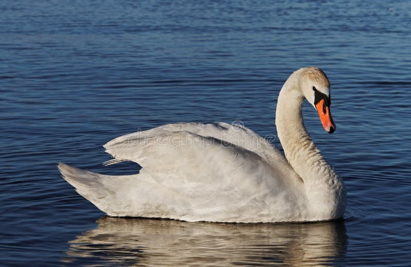 Whiite Swans Stock Photos - Free & Royalty-Free Stock Photos from ...
