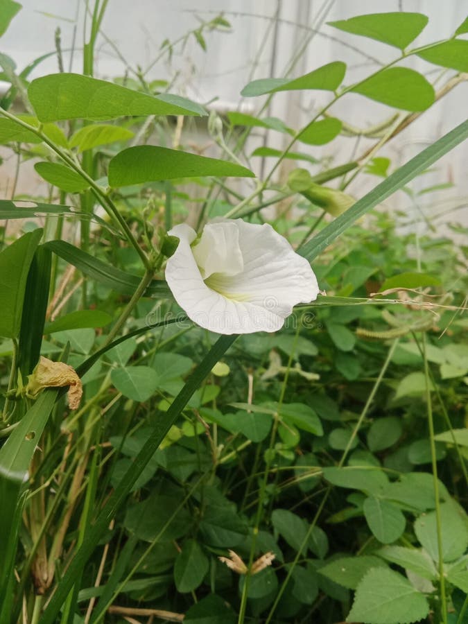 Whild Flower Field Stock Photos - Free & Royalty-Free Stock Photos from ...