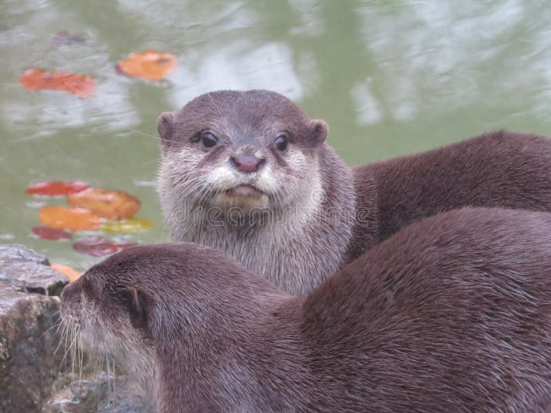 A Nice Study of an Otter at Dudley Zoo, England Stock Photo - Image of ...