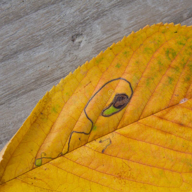 Whim of nature stock photo. Image of line, grey, autumn - 45487862