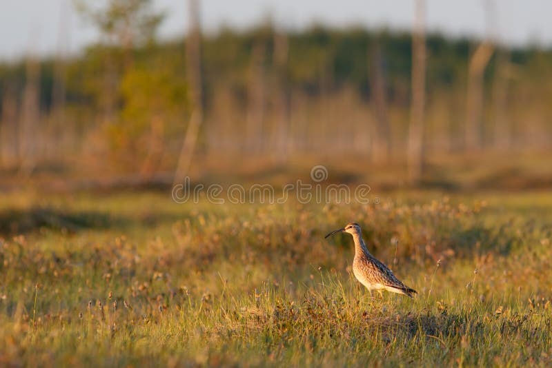 Whimbrel Bird Sitting on the Swamp Hummock Stock Photo - Image of ...
