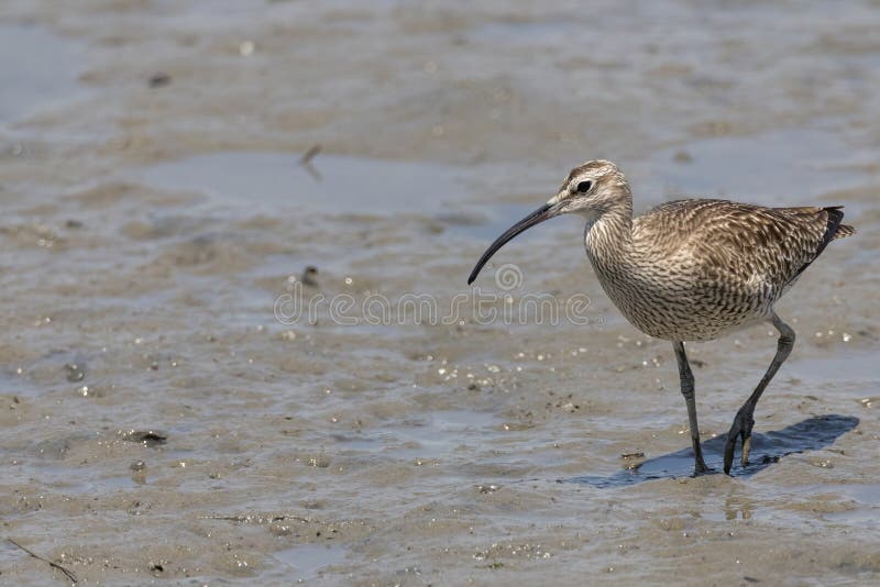 Whimbrel Looking Feeds Tidal Flat Stock Photos - Free & Royalty-Free ...