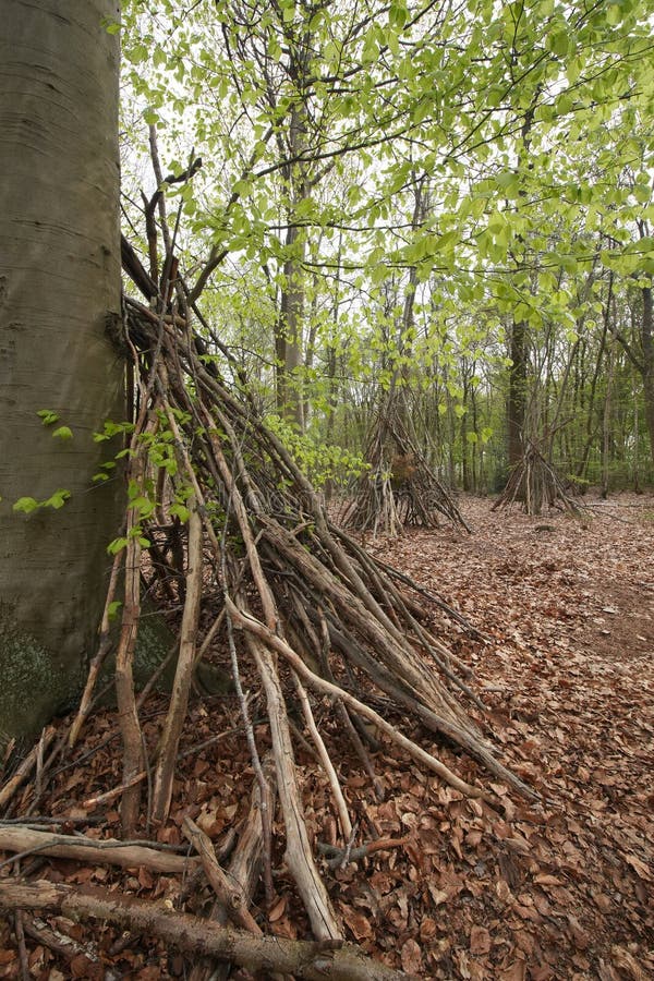 Rustic Woodland Shelters Constructed from Branches. Fallen Leaves Cover ...