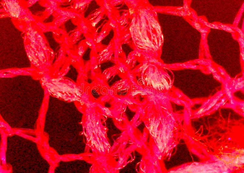 Whimsical Interweaving, Bright Networks. a Fragment of Fabric, Textiles ...