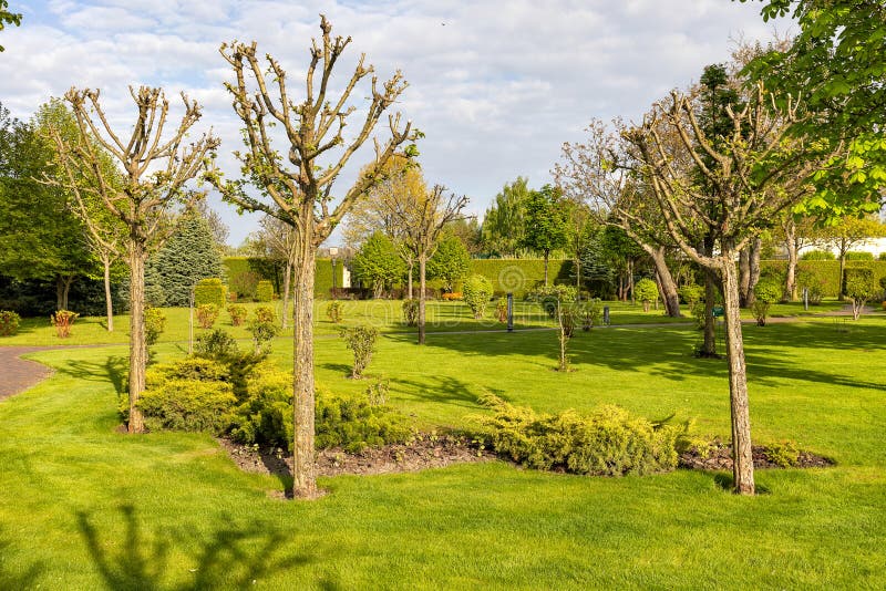Whimsical Looking Trunks of Trimmed Trees in a Well-groomed Spring ...