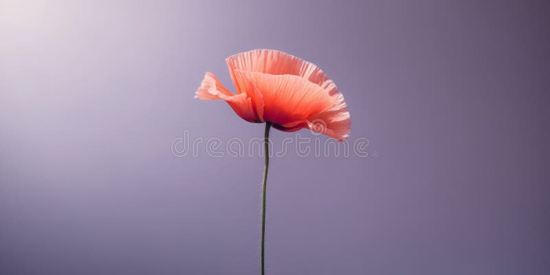 A Whimsical Poppy in Bright Coral on a Soft Lilac Backdrop Stock Photo ...