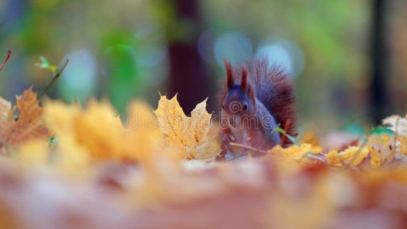 Whimsical Squirrel Enjoying Autumn S Bounty in a Forest Glade Stock ...