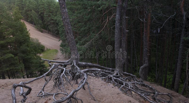 Whimsical Tree Roots, Pine Trees on Sand Dunes in Forest Stock Image ...