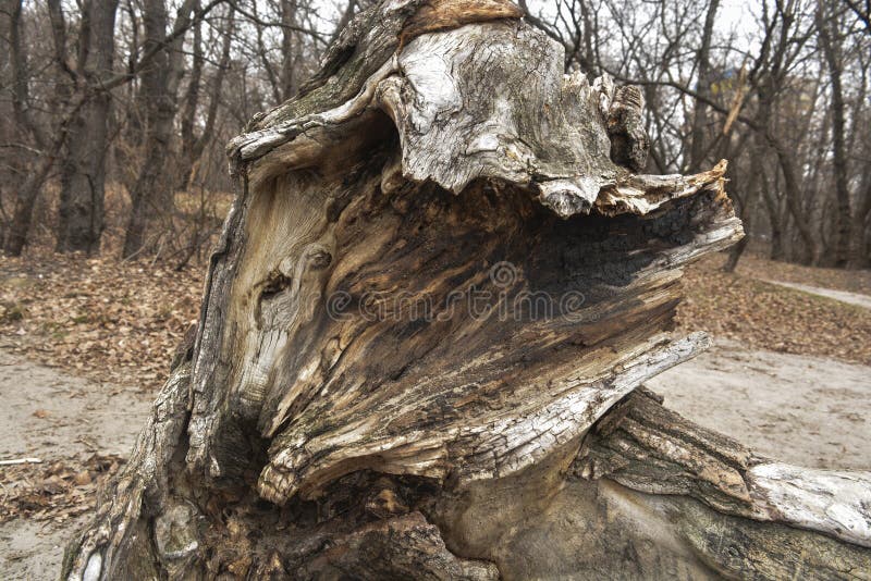 Whimsical trees stock photo. Image of winter, trees, nbizarre - 67290612