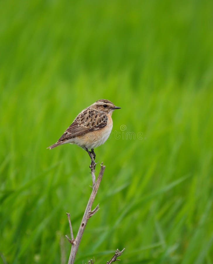 Whinchat imagen de archivo. Imagen de habitat, resorte - 21884747