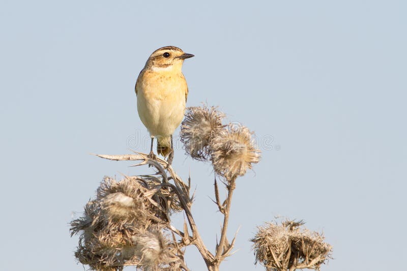 142 Female Whinchat Photos - Free & Royalty-Free Stock Photos from ...