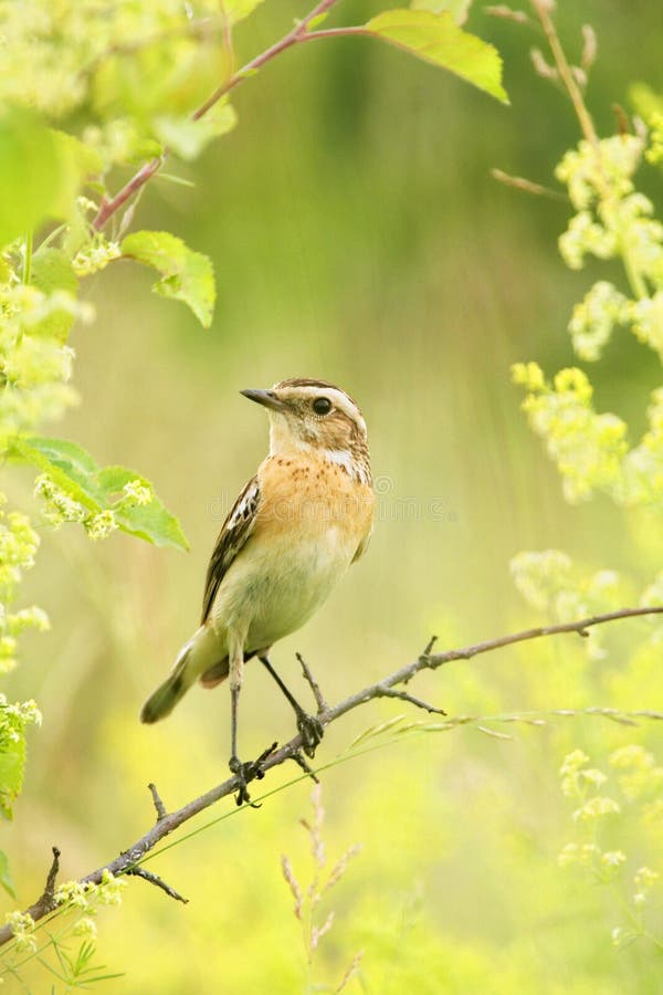 Whinchat stock photo. Image of sitting, framing, animal - 39255734