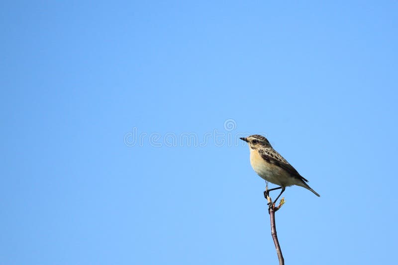 Whinchat bird stock image. Image of saxicola, small - 217604435