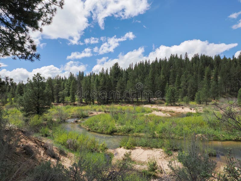 Whining Stream Cutting through Pine Trees. Stock Image - Image of blue ...