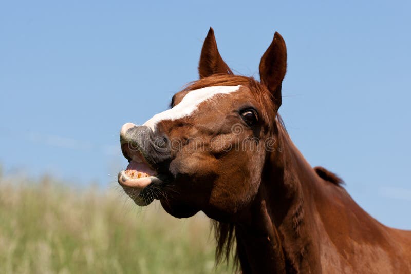 Horse Whinnying stock image. Image of whinnies, mouth - 14130837